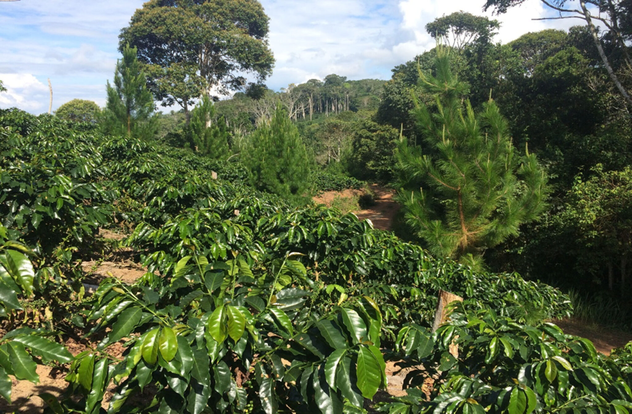 Learn - Gobena Coffee